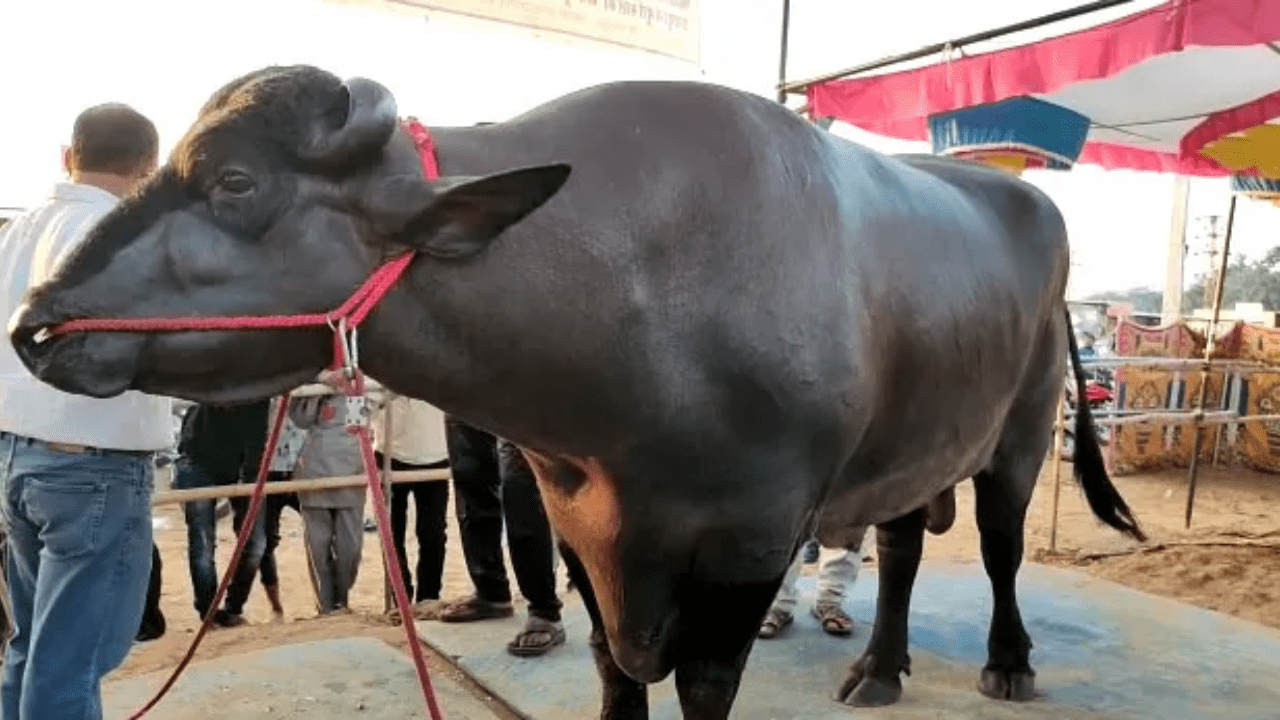 Why everyone is talking about the 1500 kg buffalo named Anmol at the ...
